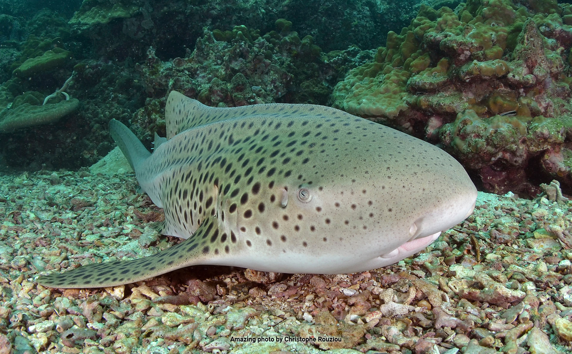 Bidas - Diving Koh Lanta - Hidden Depths Diving
